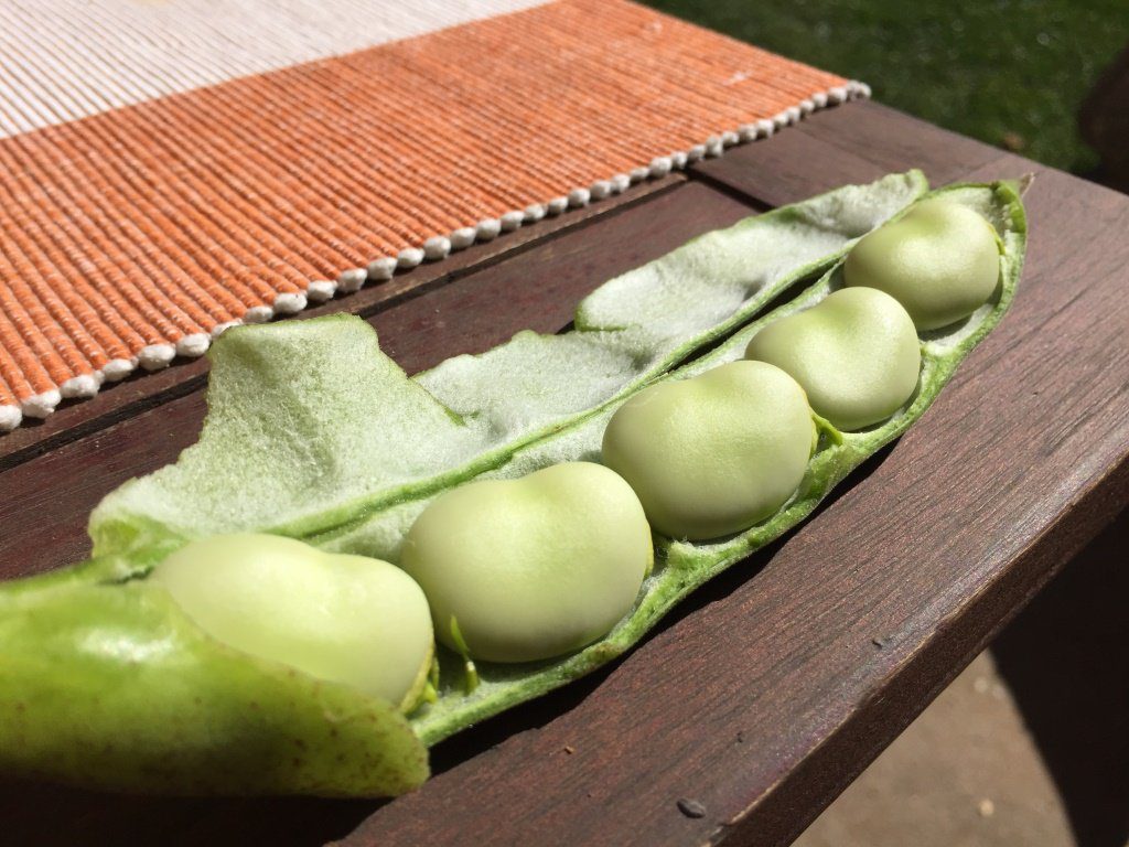 Ackerbohne Favabohne – einfach anzubauender Protein Spender ...